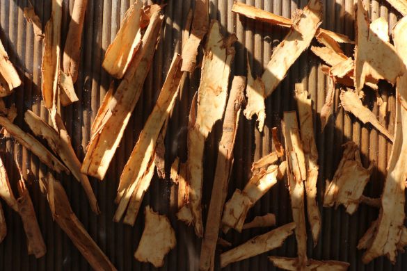 Harvesting Cinnamon and Processing it at Home | The Survival Gardener