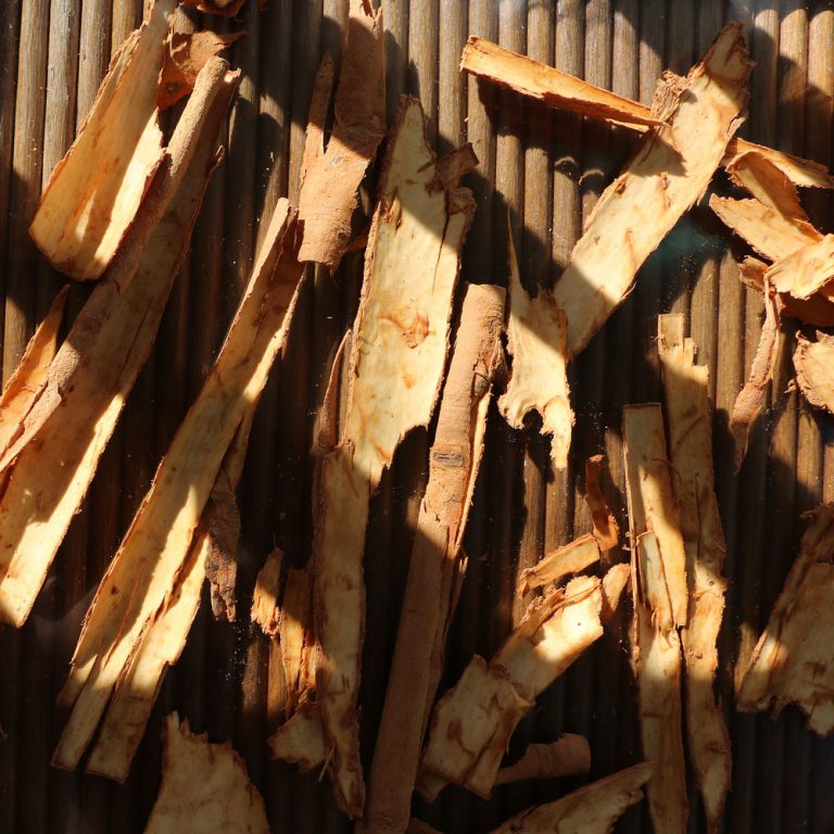 Harvesting Cinnamon and Processing it at Home | The Survival Gardener