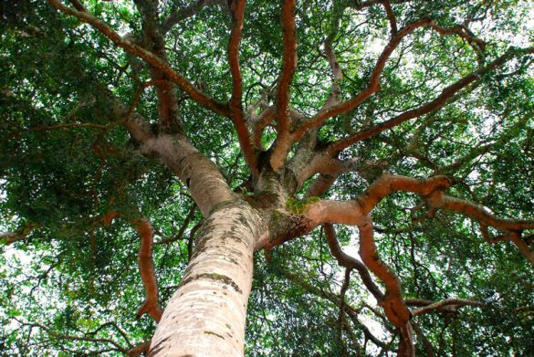 Survival Plant Profile: Stinking Toe AKA West Indian Locust | The ...