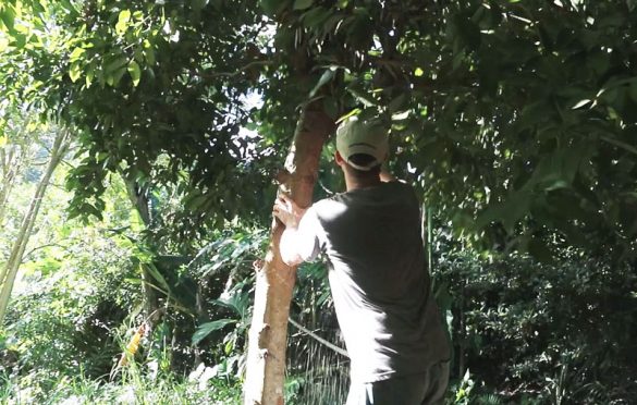 Harvesting Cinnamon and Processing it at Home | The Survival Gardener
