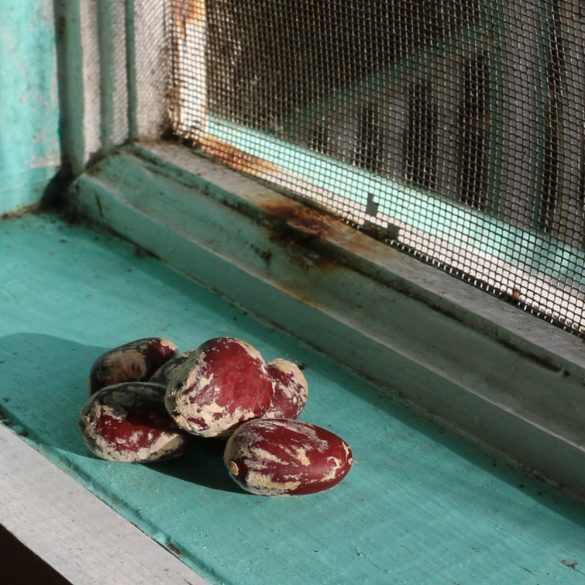 Survival Plant Profile: Stinking Toe AKA West Indian Locust | The ...