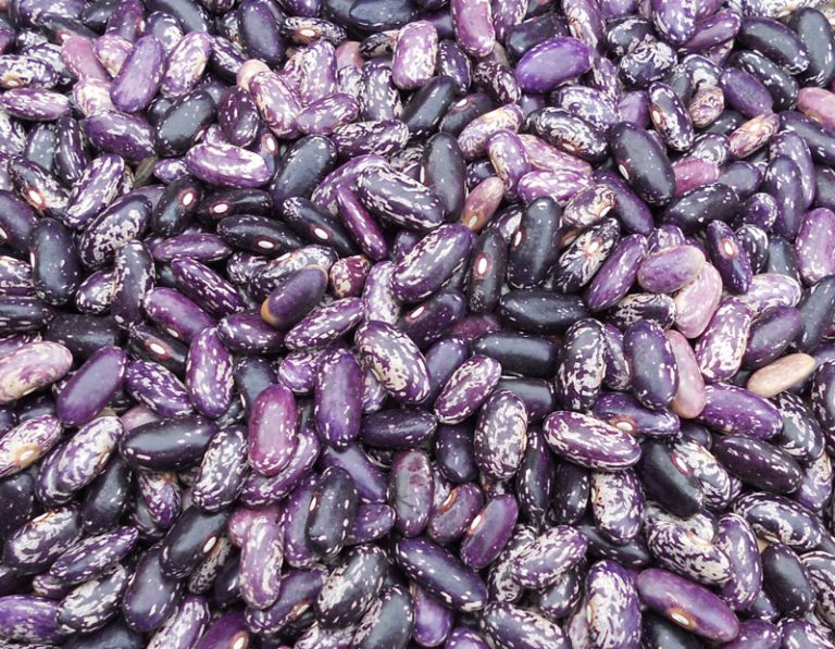 Dry Bean Varieties for the Tropics | The Survival Gardener
