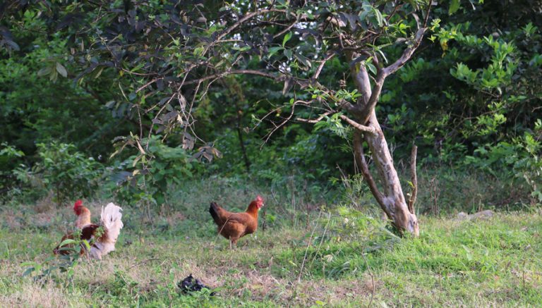 Chickens in the Wild | The Survival Gardener