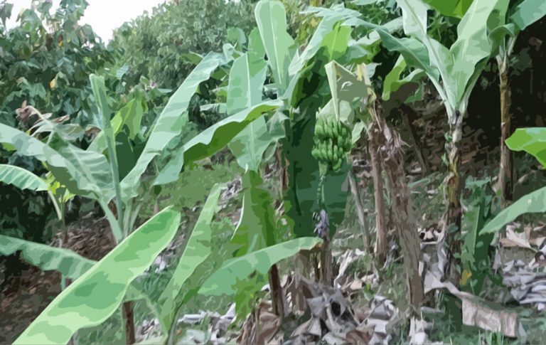 Susy Demonstrates The Easy Way to Harvest Bananas | The Survival Gardener