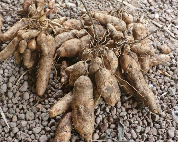 Potato Yams | The Survival Gardener