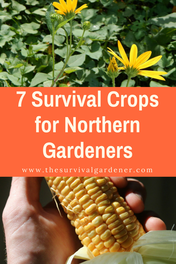 7 Staple Survival Crops for Northern Gardens | The Survival Gardener
