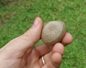 Edible Dioscorea bulbifera - Varieties and Info! | The Survival Gardener