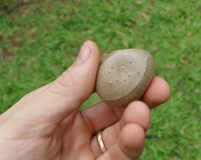 Edible Dioscorea bulbifera - Varieties and Info! | The Survival Gardener