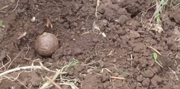 More Edible Dioscorea bulbifera | The Survival Gardener