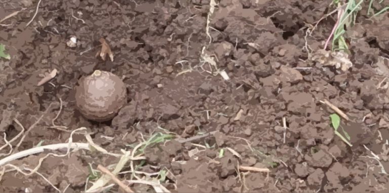 More Edible Dioscorea bulbifera | The Survival Gardener