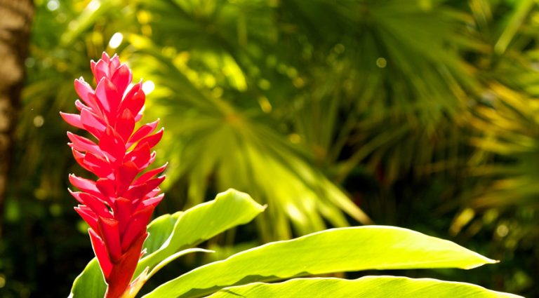 Which Gingers are Edible? | The Survival Gardener