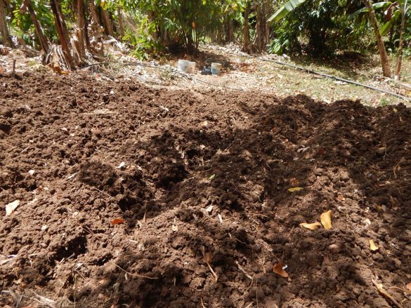 Propagate Yams the Easy Way with Yam Minisetts | The Survival Gardener