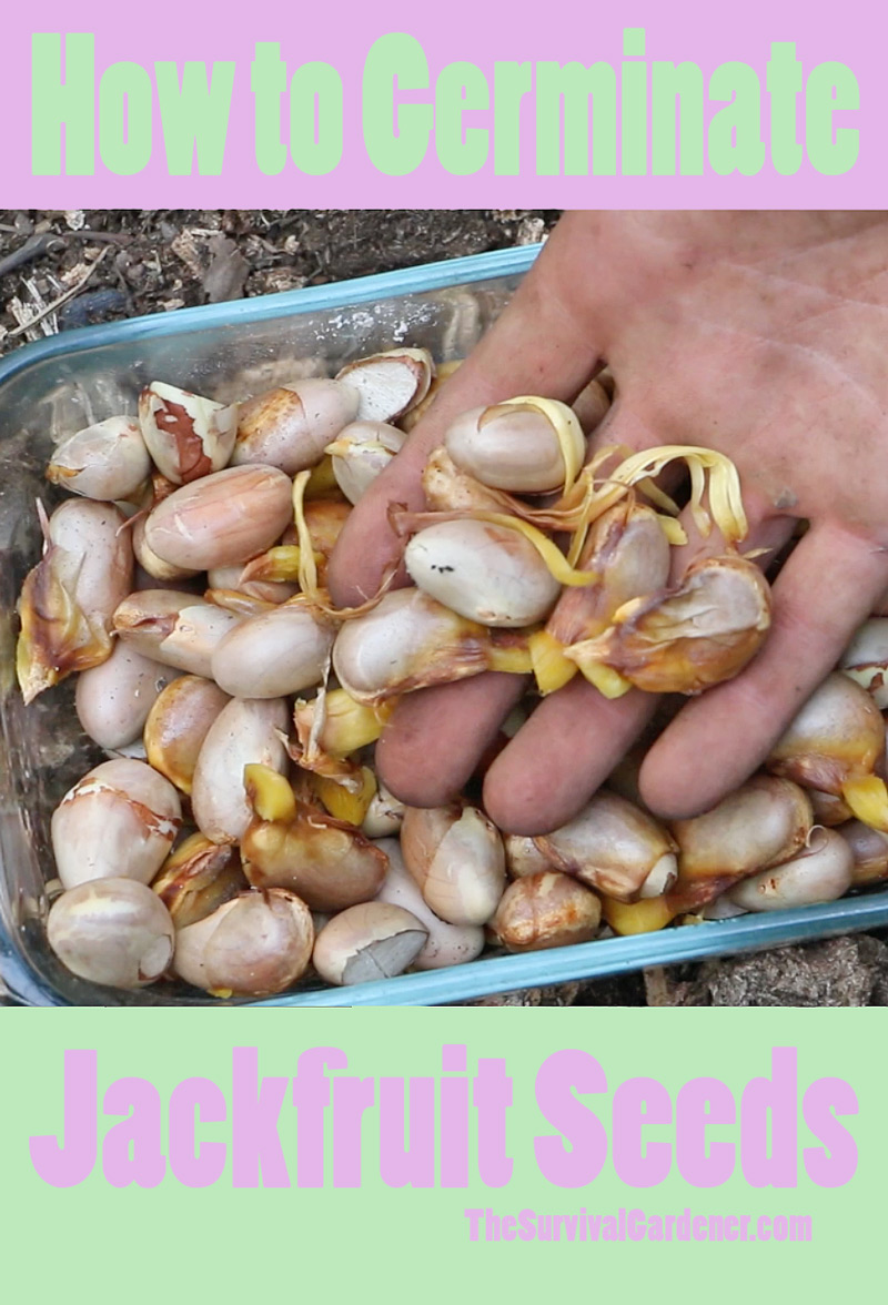 How to Germinate Jackfruit Seeds | The Survival Gardener