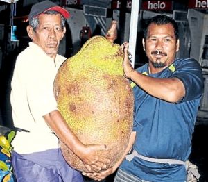 How to Germinate Jackfruit Seeds | The Survival Gardener