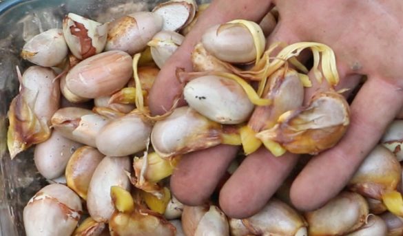 How to Germinate Jackfruit Seeds | The Survival Gardener
