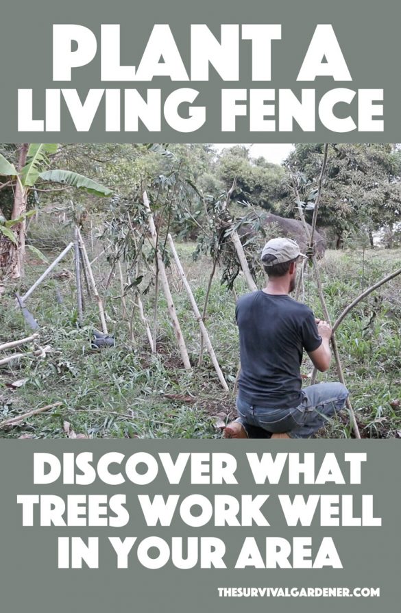 Planting a Living Fence in Almost Any Climate | The Survival Gardener
