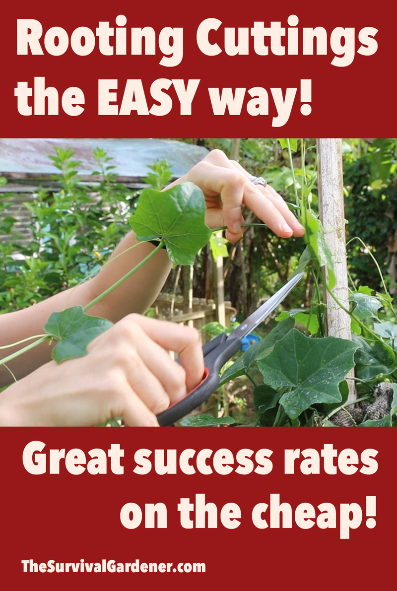 Rooting Cuttings the Easy Way with Mini Greenhouses | The Survival Gardener