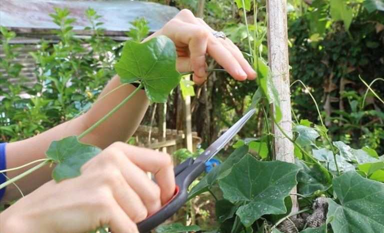 Rooting Cuttings the Easy Way with Mini Greenhouses | The Survival Gardener