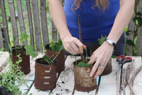Rooting Cuttings the Easy Way with Mini Greenhouses | The Survival Gardener