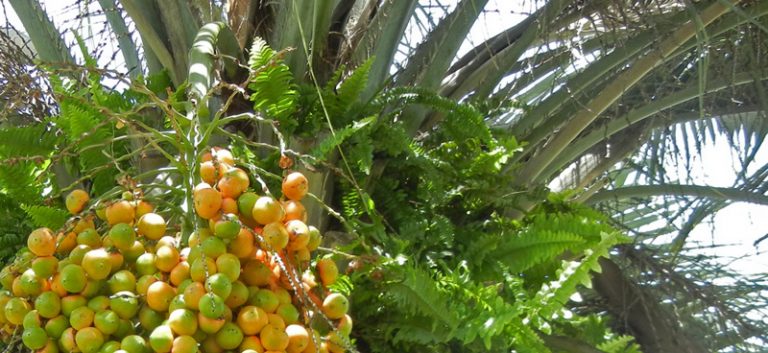 The Incredible, Edible Pindo Palm | The Survival Gardener
