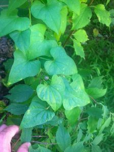 Wild Edible Chinese Yams in North Carolina | The Survival Gardener