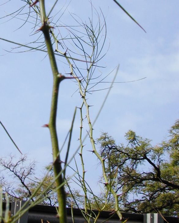 Pithecellobium dulce for Alley Cropping | The Survival Gardener