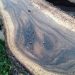 Albizia Saman Wood - AKA Monkeypod Wood | The Survival Gardener