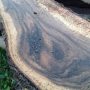 Albizia Saman Wood - AKA Monkeypod Wood | The Survival Gardener