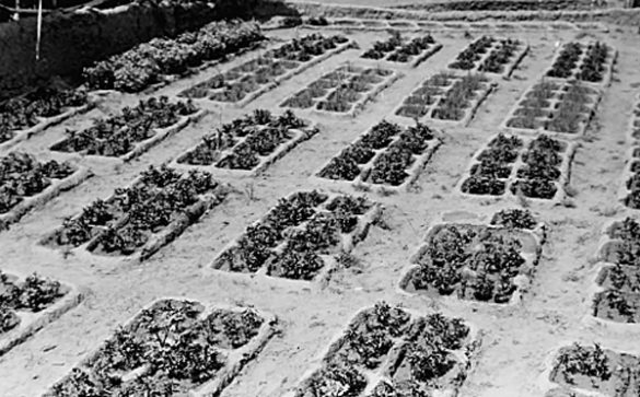 Waffle Gardening - A Method for Arid Climates | The Survival Gardener