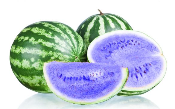 Two Blue Watermelon Videos | The Survival Gardener