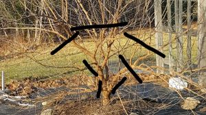 Pruning Mulberry Trees to Keep Them Small | The Survival Gardener