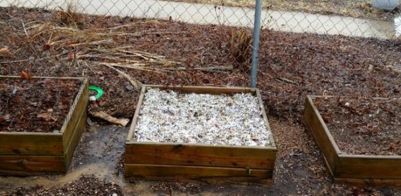 Mulching with Shredded Paper | The Survival Gardener
