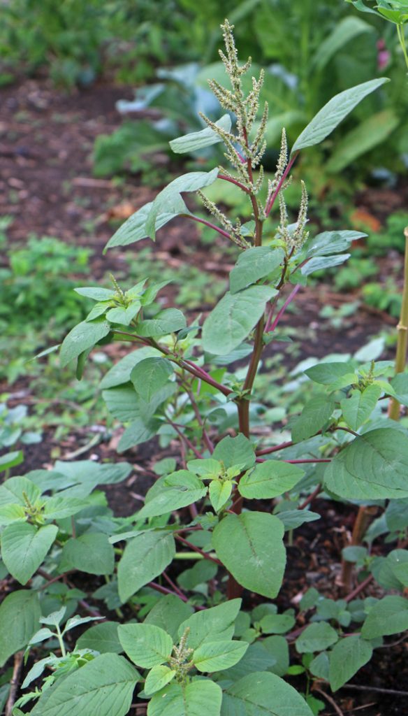 Amaranth Identification and Uses: A Plant Profile | The Survival Gardener