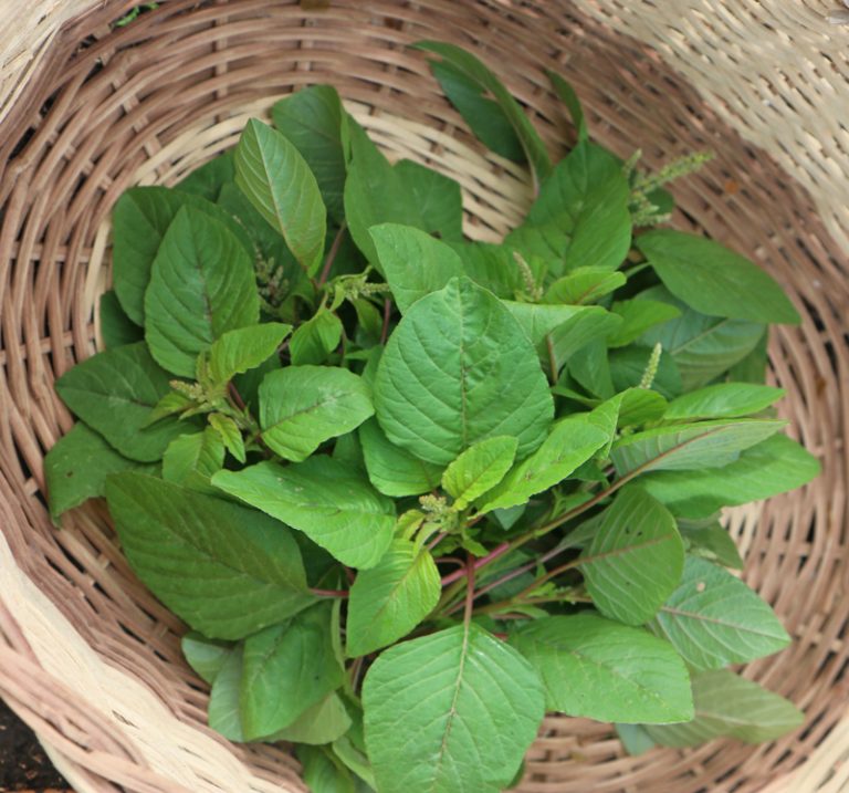 Amaranth Identification and Uses: A Plant Profile | The Survival Gardener