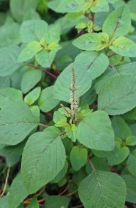 Amaranth Identification and Uses: A Plant Profile | The Survival Gardener