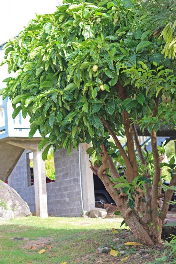 Noni Identification and Uses: A Plant Profile | The Survival Gardener