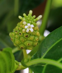 Noni Identification and Uses: A Plant Profile | The Survival Gardener