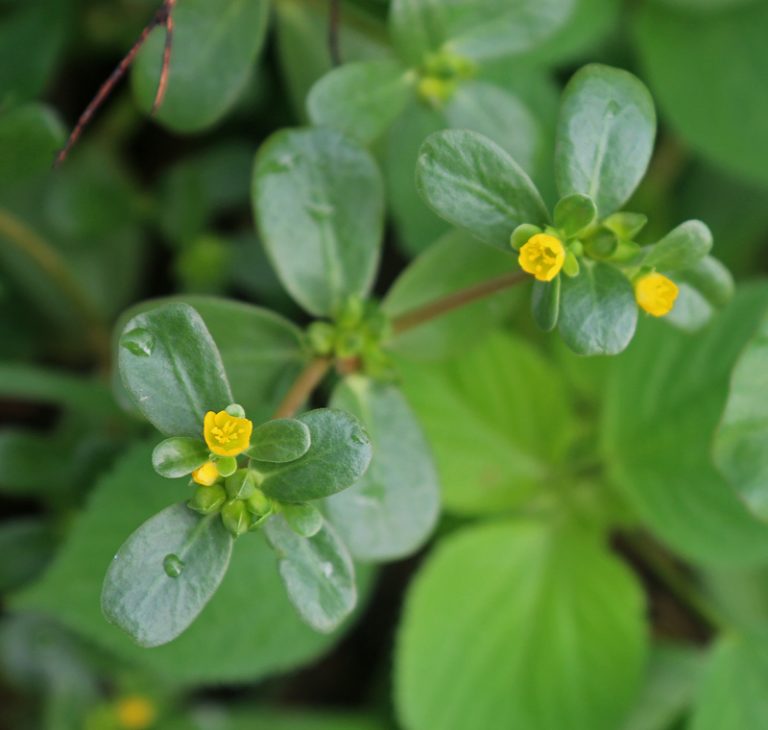 Purslane Identification and Uses: A Plant Profile | The Survival Gardener
