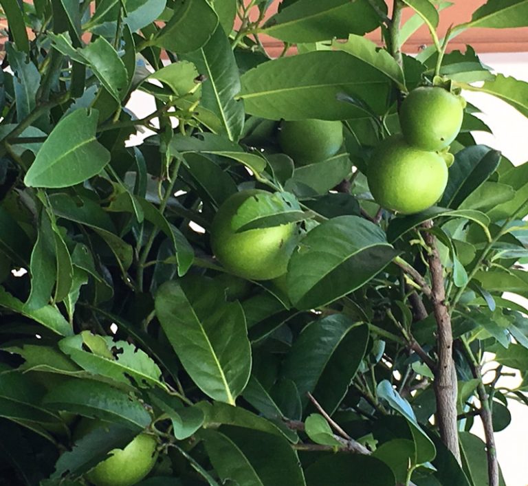 Mom with Her Chocolate Pudding Fruit Tree | The Survival Gardener