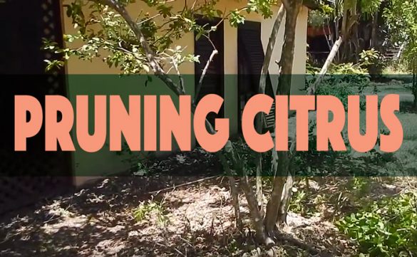 Pruning a Lime Tree and Feeding Citrus Organically | The Survival Gardener
