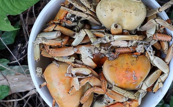 How To Make Homemade Fish Emulsion / Fish Fertilizer the Easy Way | The ...