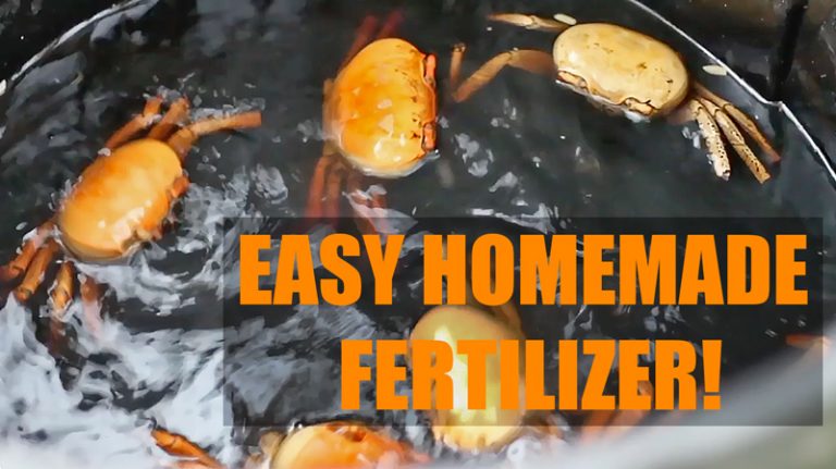 How To Make Homemade Fish Emulsion / Fish Fertilizer the Easy Way | The ...