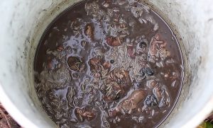 How To Make Homemade Fish Emulsion / Fish Fertilizer the Easy Way | The ...