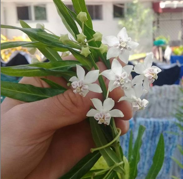 The Plant With Many Rude Names | The Survival Gardener