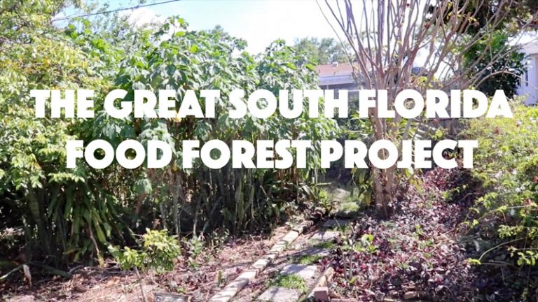 Live at The Great South Florida Food Forest Project (Trailer) | The ...