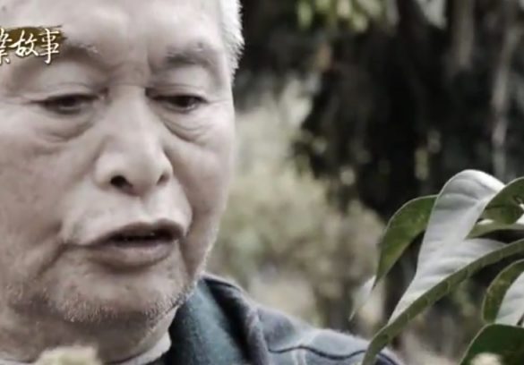 Meet the Jing Huang Mango | The Survival Gardener