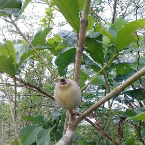 Discovering a New Fruit: Genipa Americana | The Survival Gardener