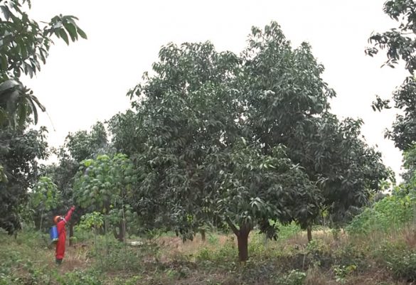 Why You Should Keep Mango Trees Small and How to Do It | The Survival ...