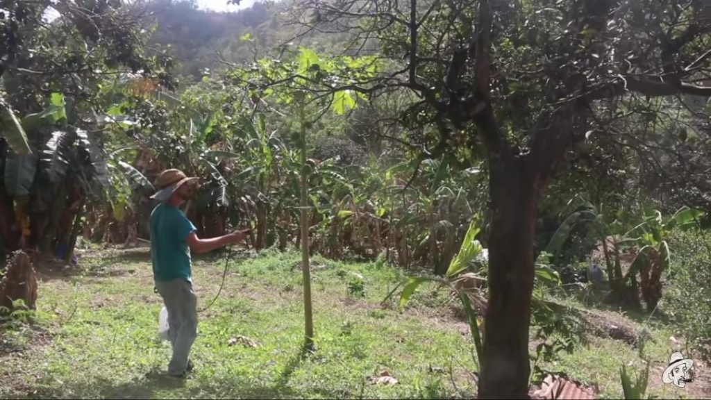 Tending to a Sick Grapefruit Tree. | The Survival Gardener