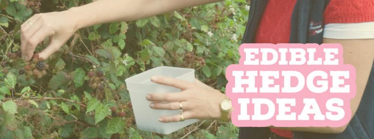 Creating A Food Forest Style Edible Hedge | The Survival Gardener